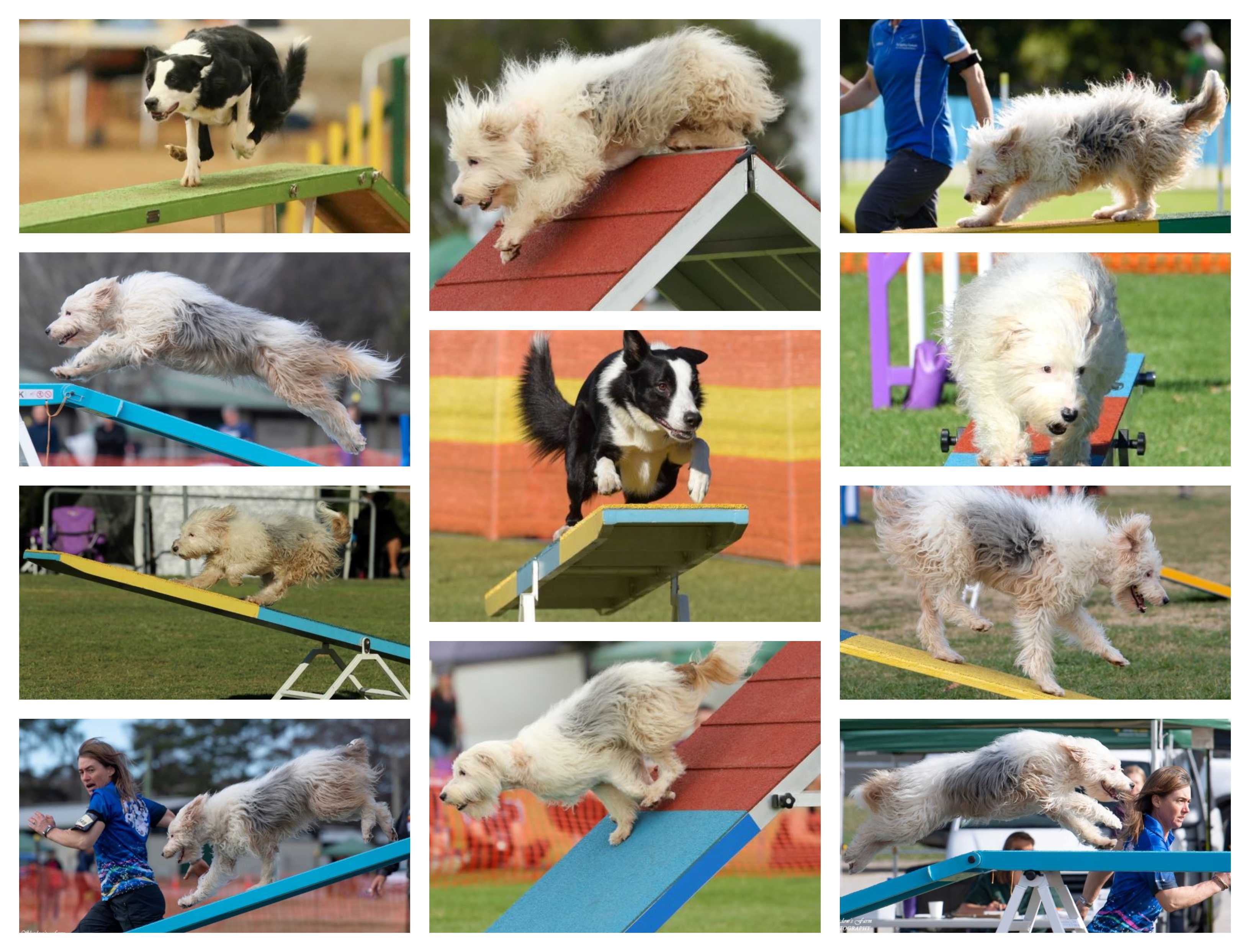 Dog Training Seminars | Equicanine